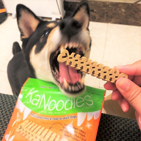 【FORCANS】(即期)KaNoodles 韓國玄米潔牙棒 340克 (M) (狗零食/潔牙骨)(效期2025/6/5)